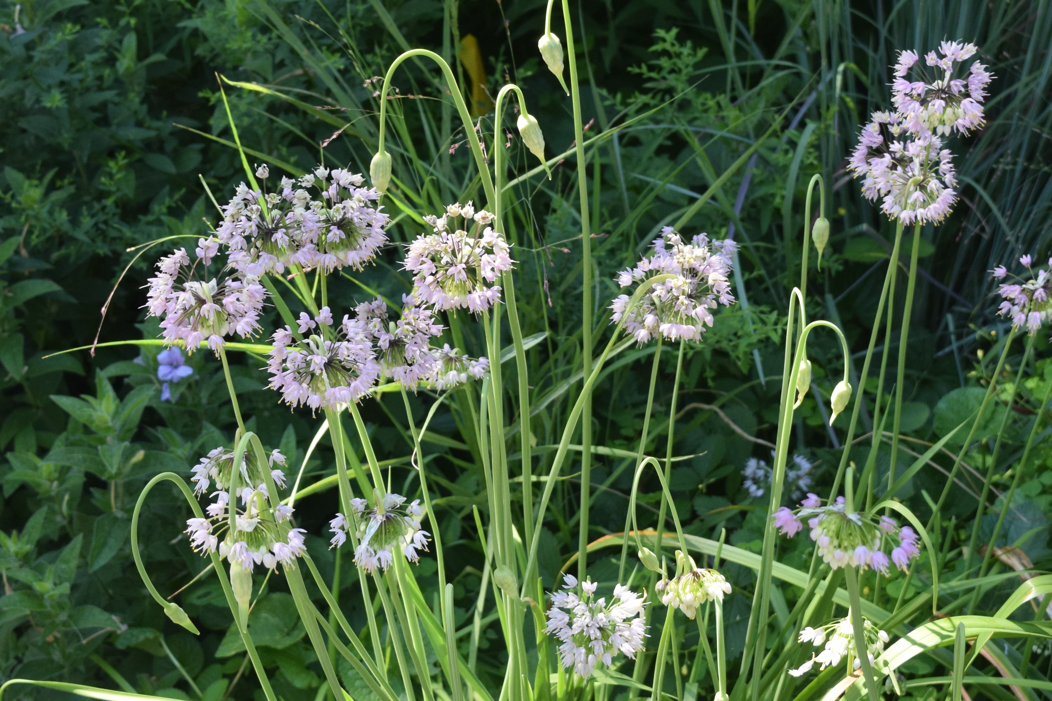 2 Onions and 2 Critters – gardeninacity