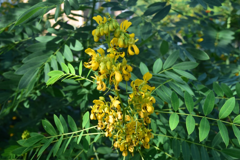 Wild Senna Prospers in Part Shade – gardeninacity