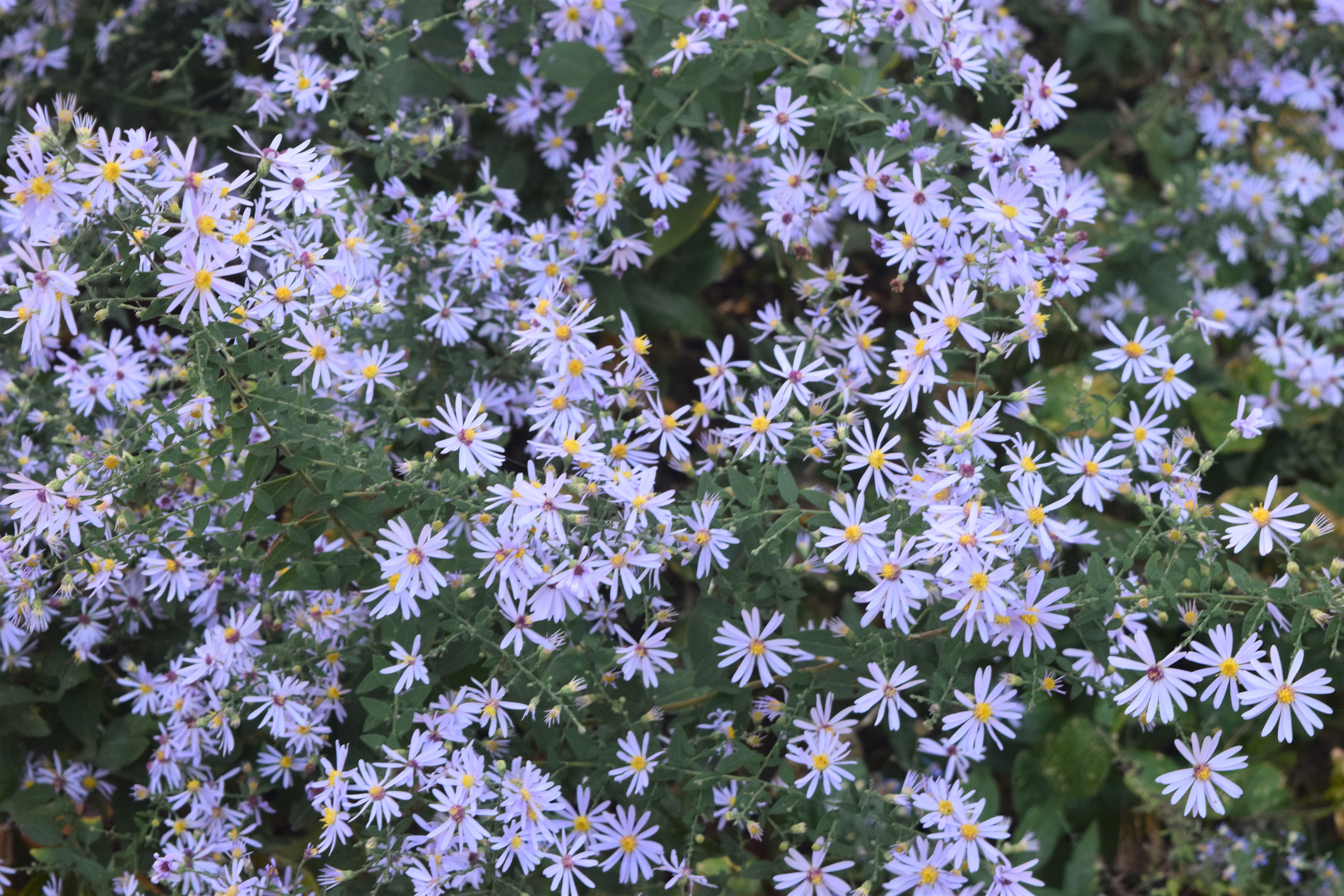 So Many Aster Blooms! – gardeninacity