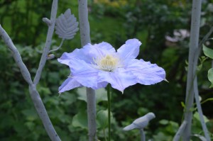 Summer Blooms To Brighten The Shady Garden – gardeninacity