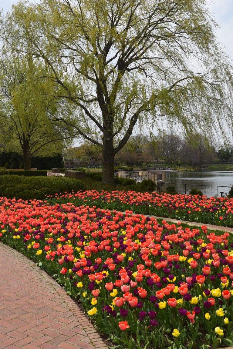 An April Visit to The Chicago Botanic Garden – gardeninacity