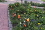 Tulip Troubles – gardeninacity
