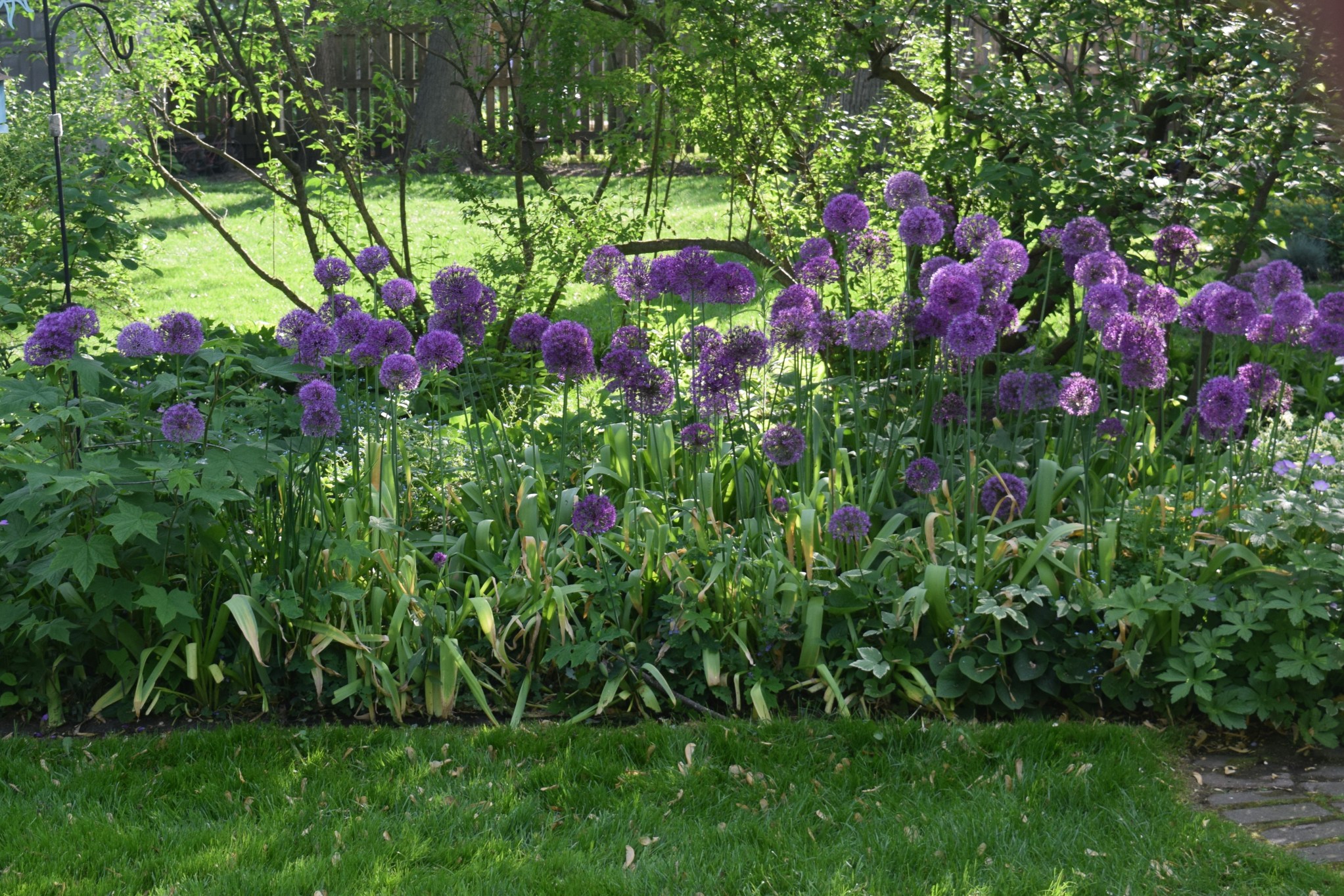 ‘Purple Sensation’ really is sensational – gardeninacity