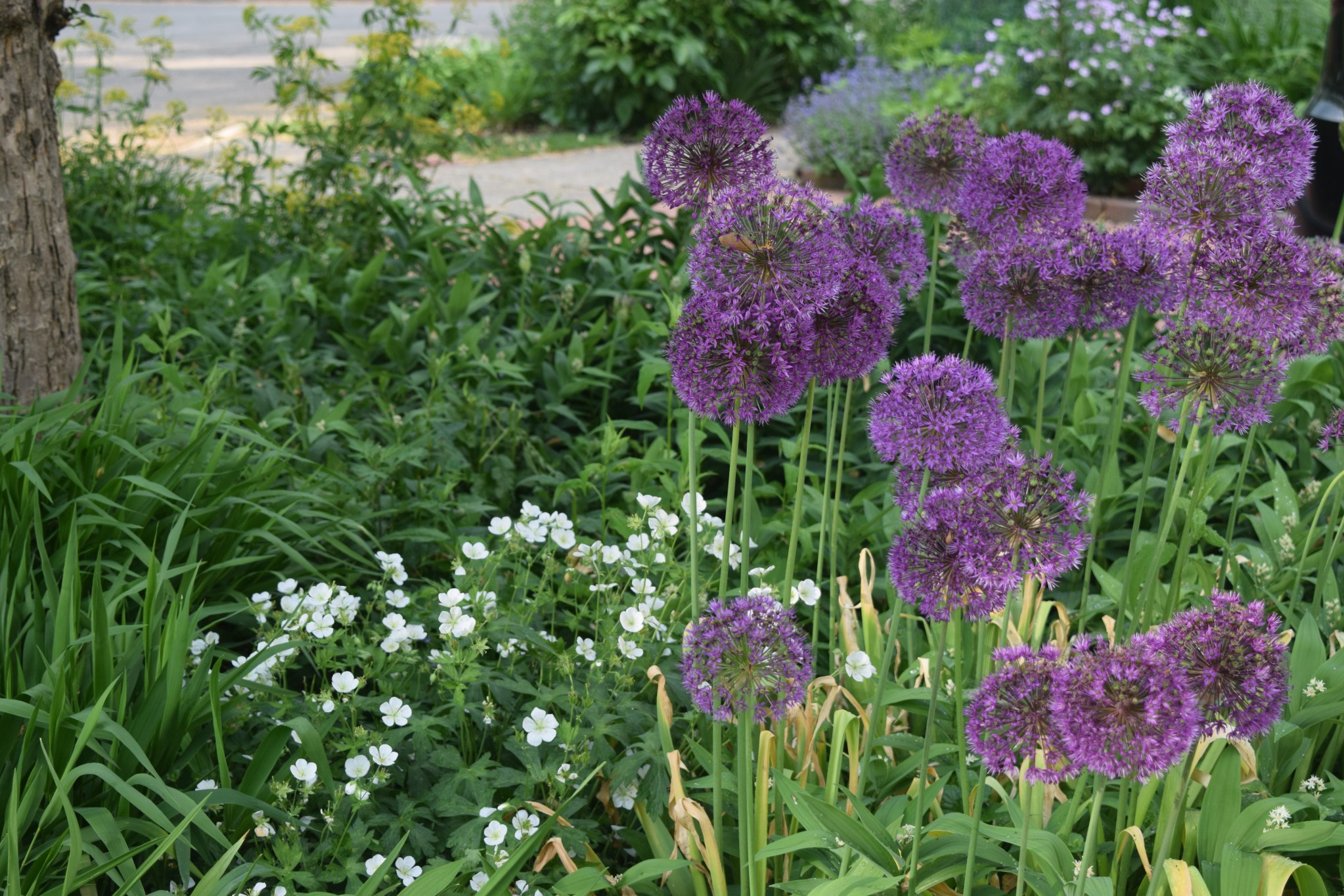 ‘Purple Sensation’ really is sensational – gardeninacity