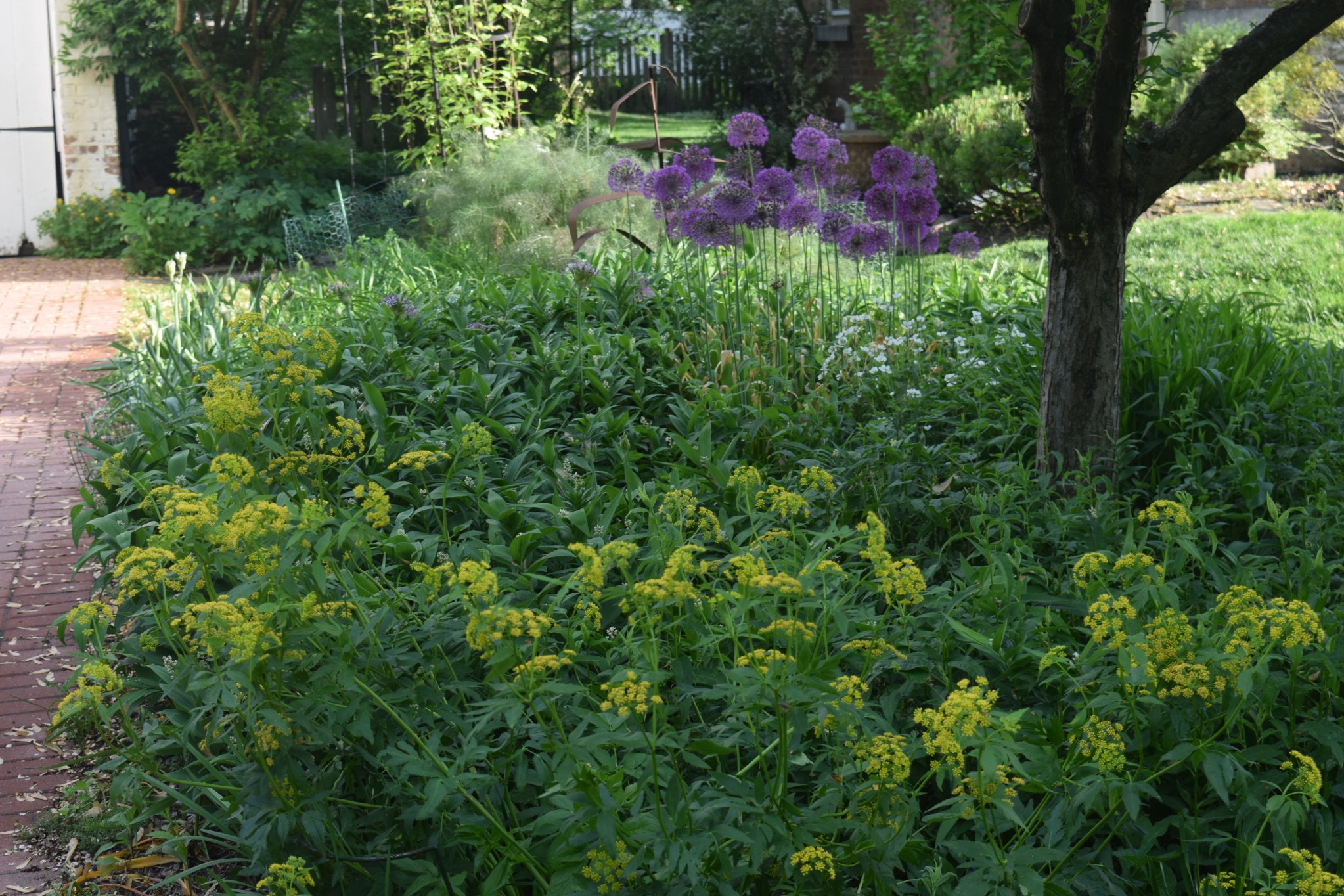 Alexander The Pretty Great – gardeninacity