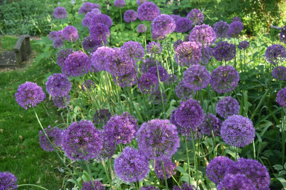 ‘Purple Sensation’ really is sensational – gardeninacity