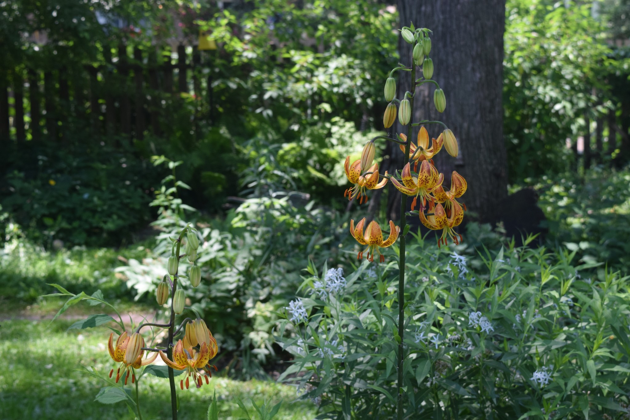 Martagon Lilies For Shade! – gardeninacity