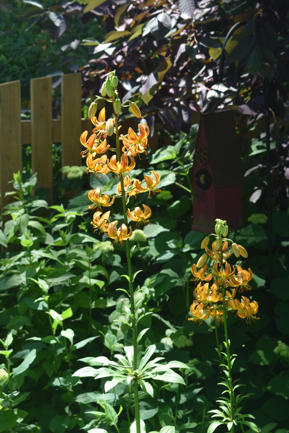 Martagon Lilies For Shade! – gardeninacity