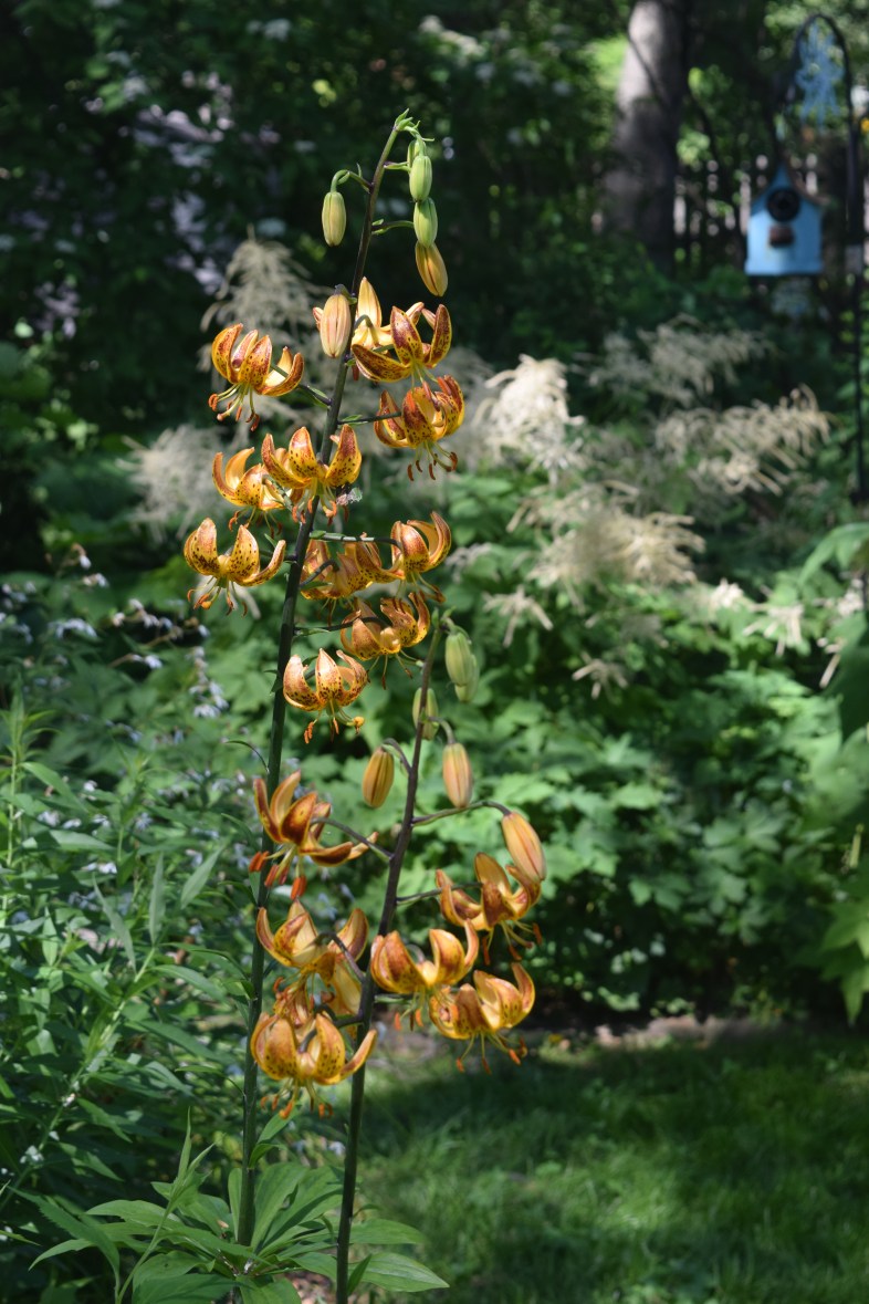 Martagon Lilies For Shade! – gardeninacity
