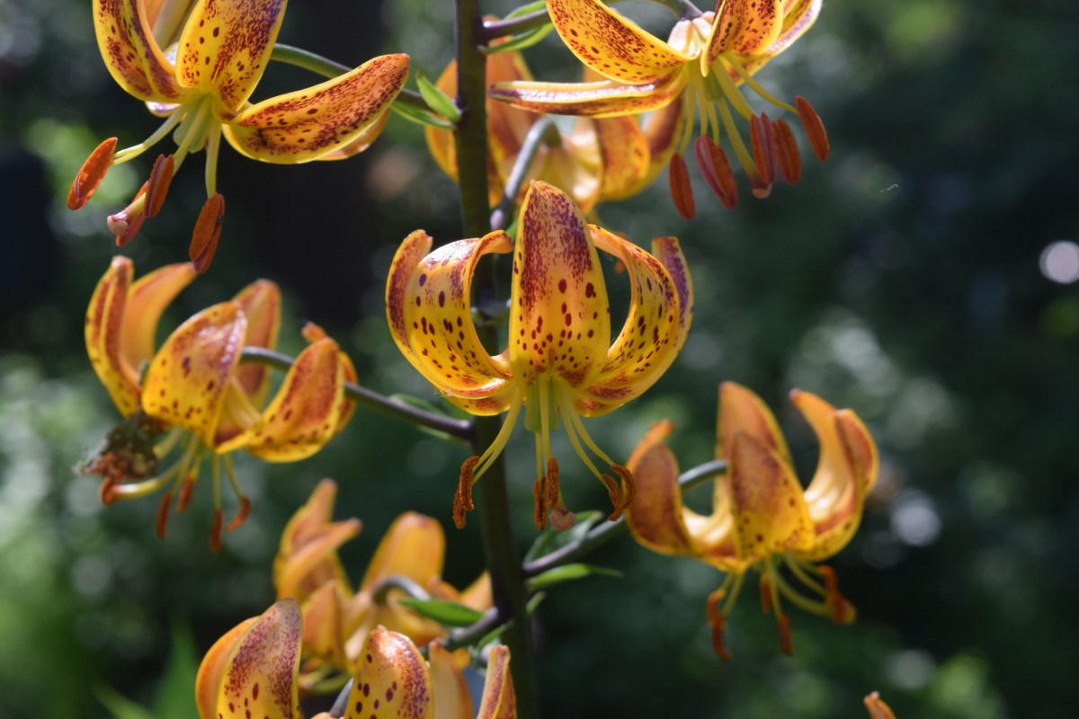 Martagon Lilies For Shade! – gardeninacity