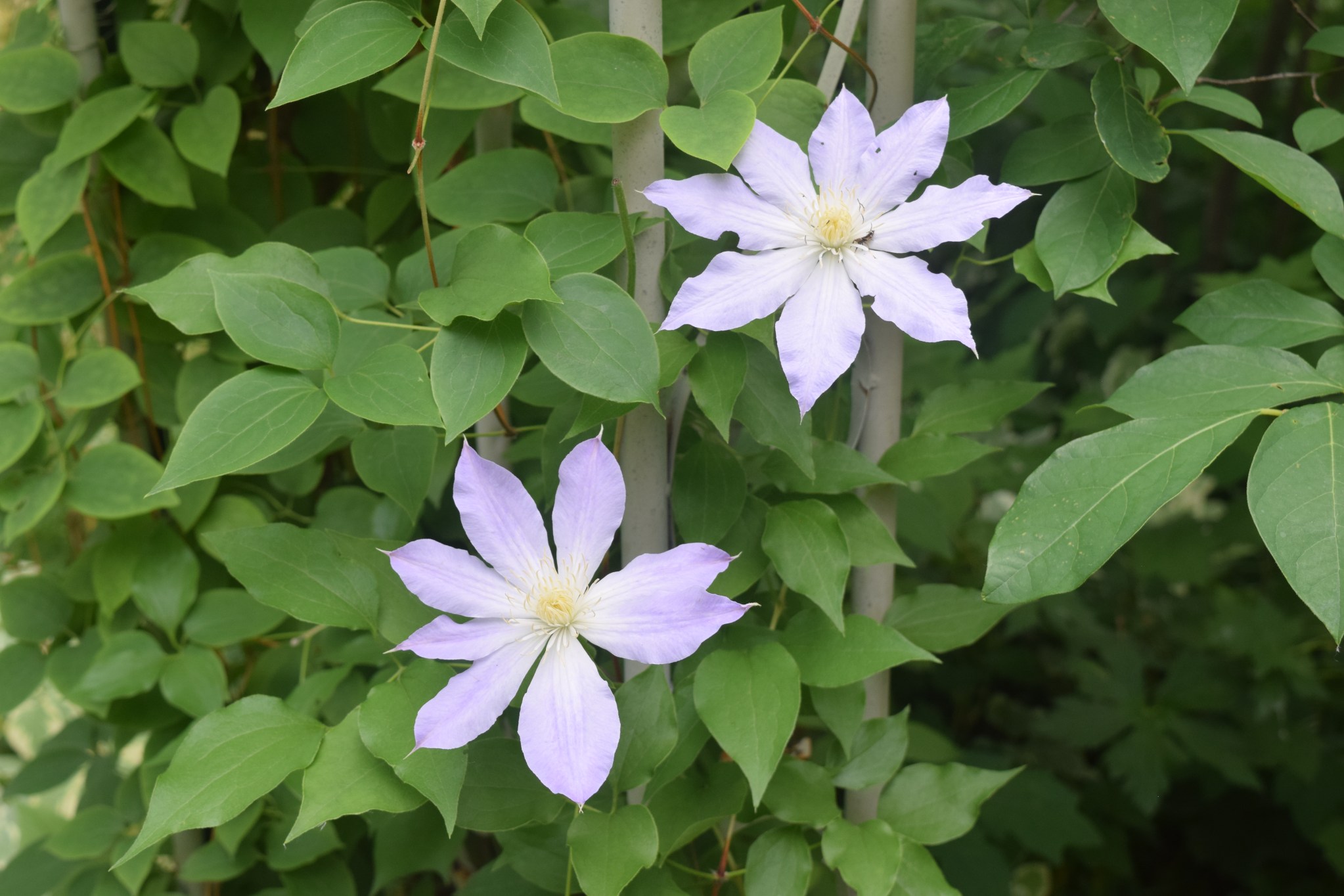 Clematis Season, 2021 – gardeninacity