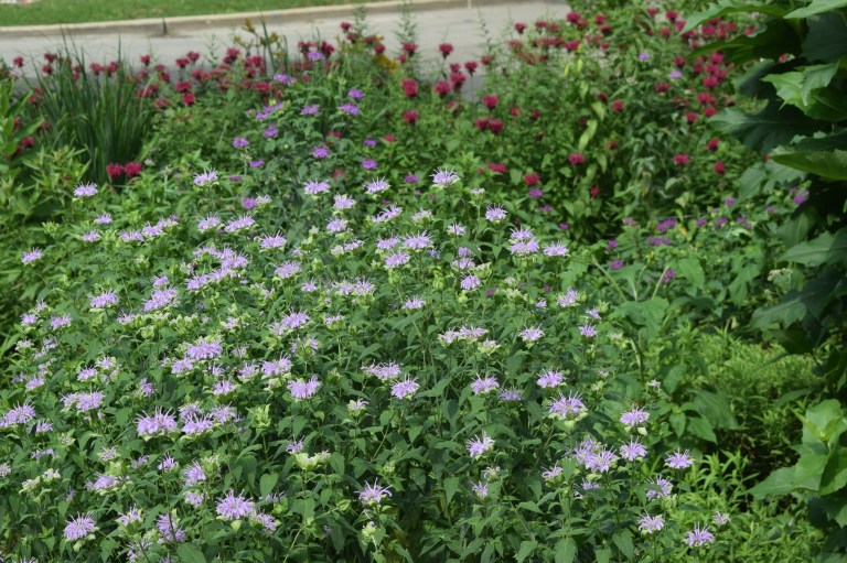 Guides To The Best Monardas For Your Garden – gardeninacity