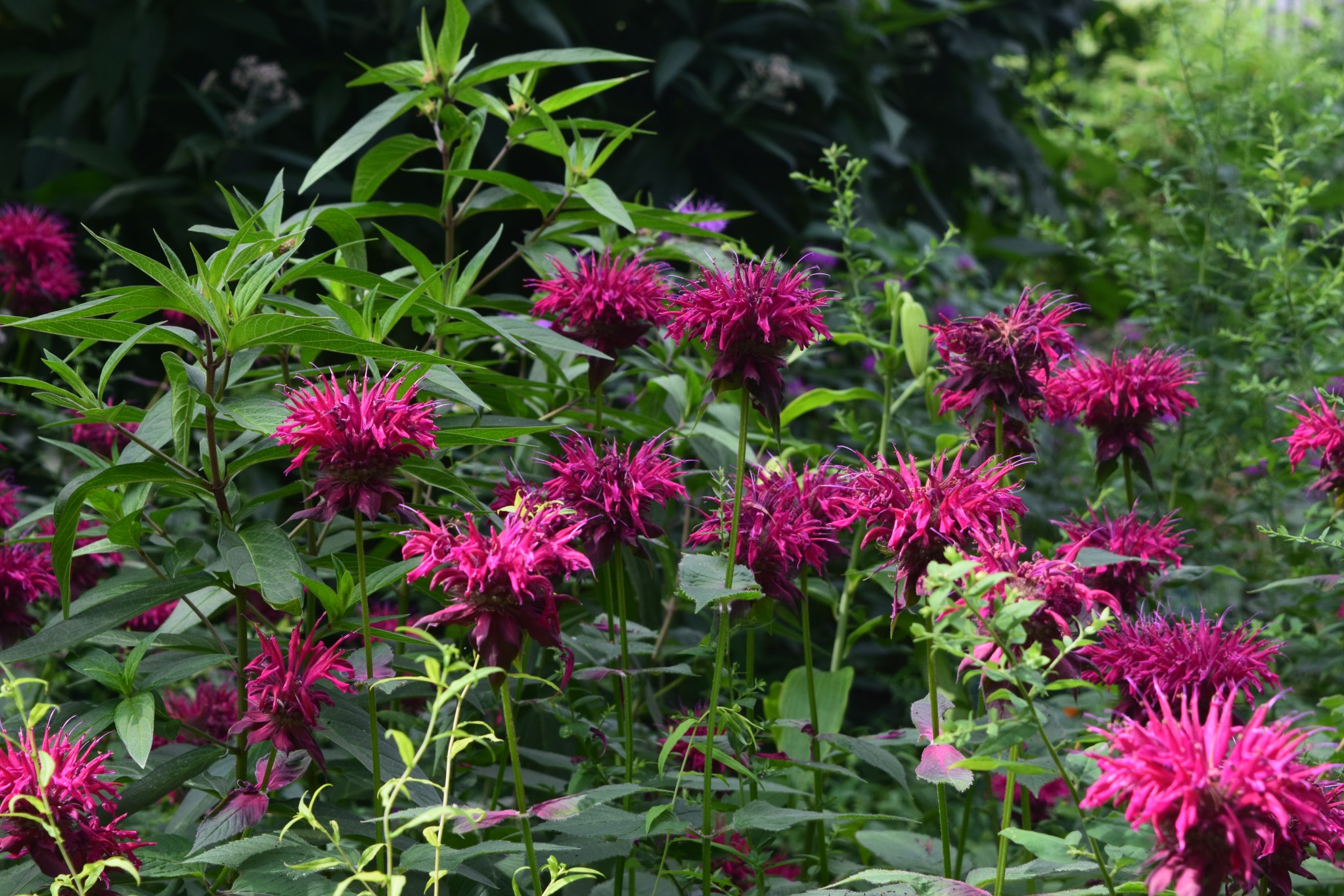 Guides To The Best Monardas For Your Garden – gardeninacity