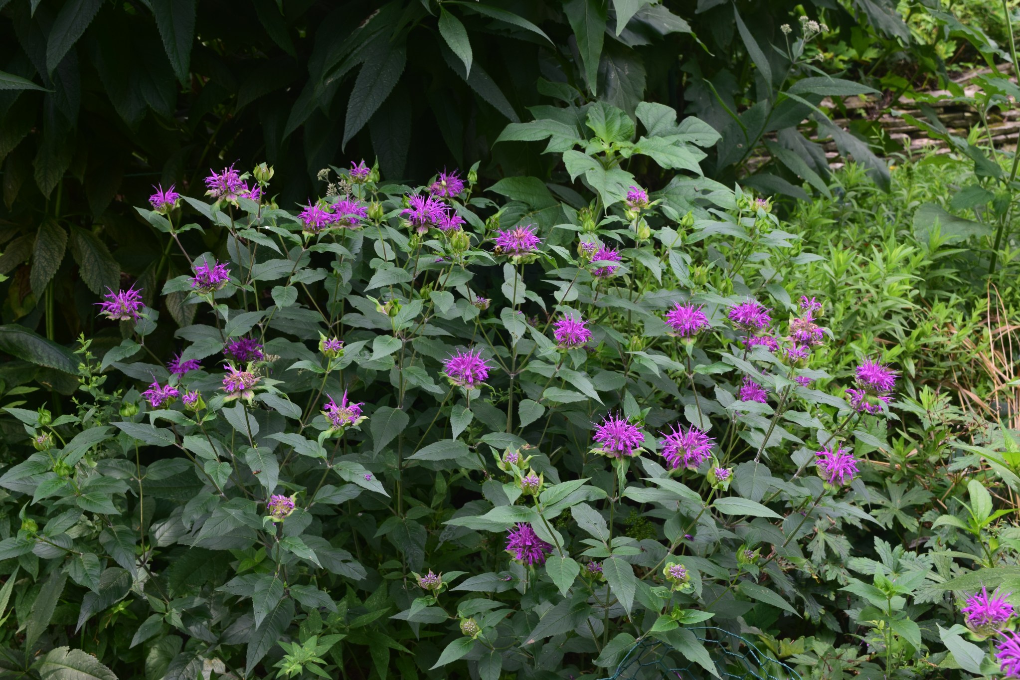 Guides To The Best Monardas For Your Garden – gardeninacity